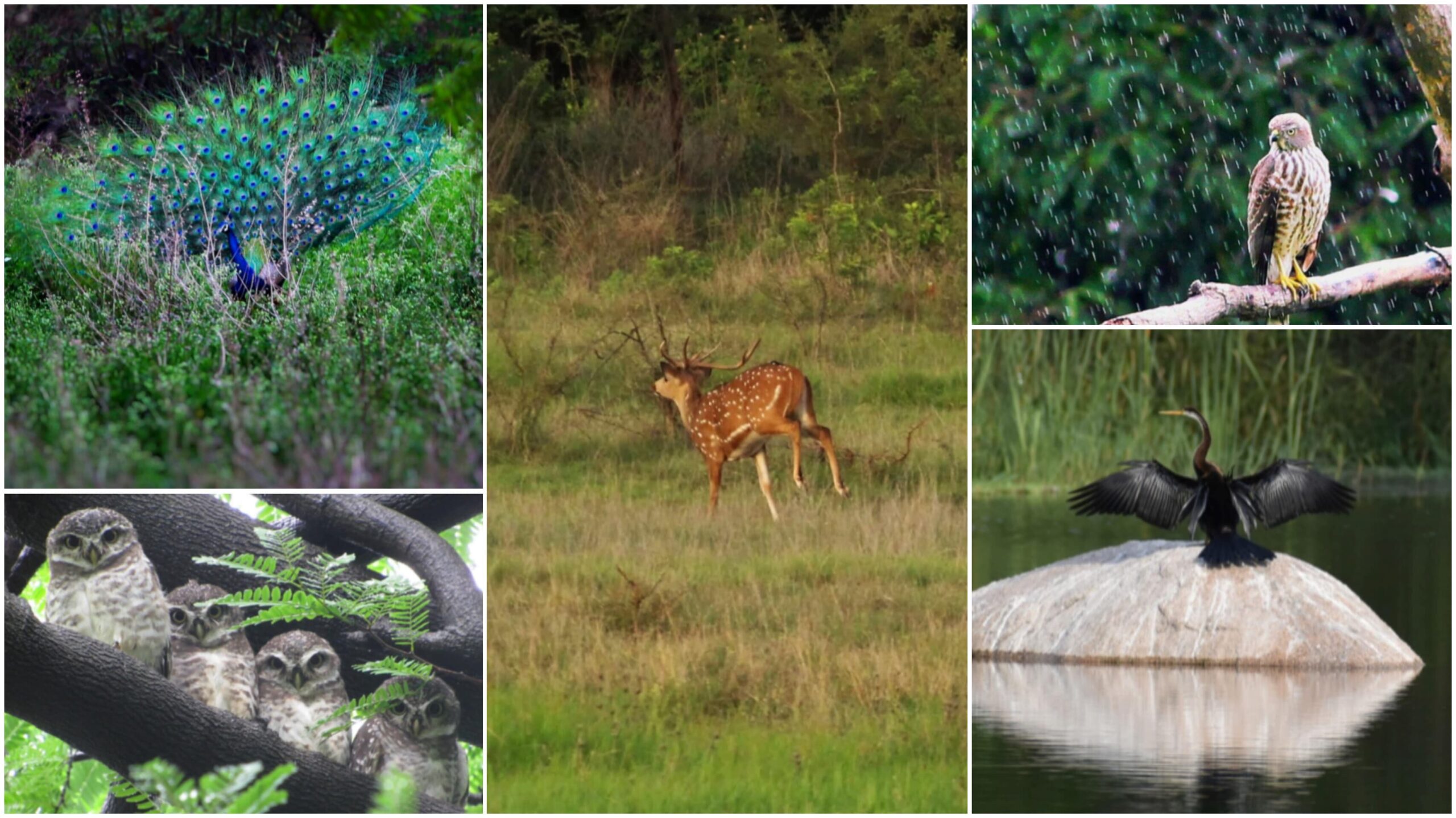 Stunning clicks of rich wildlife in HCU - Mission Telangana